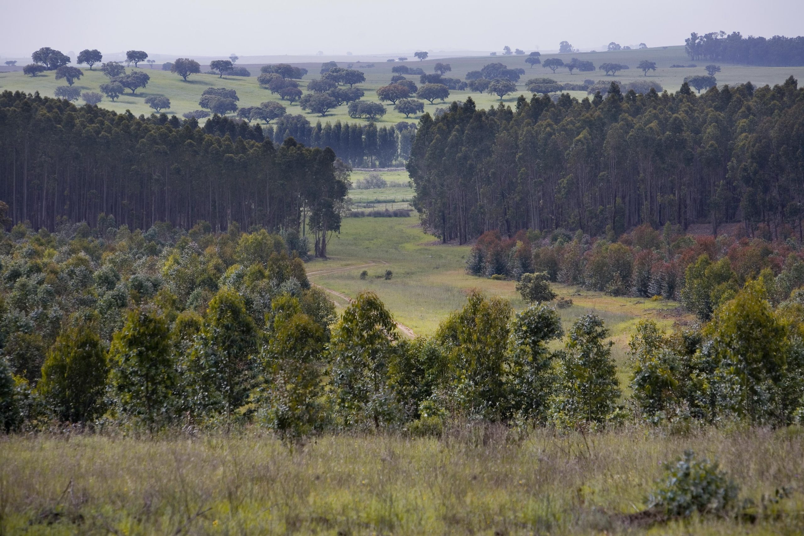 New project to value and defend the Portuguese forest was launched ...