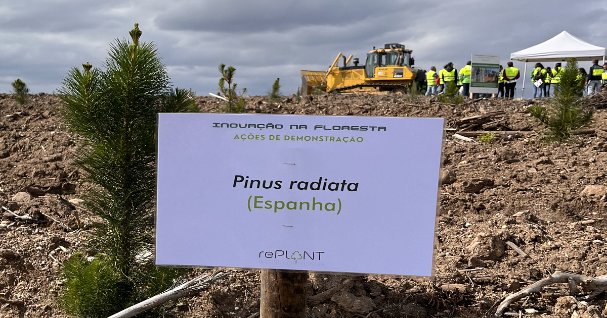 rePLANT apresenta tecnologias para a valorização e defesa da floresta ...